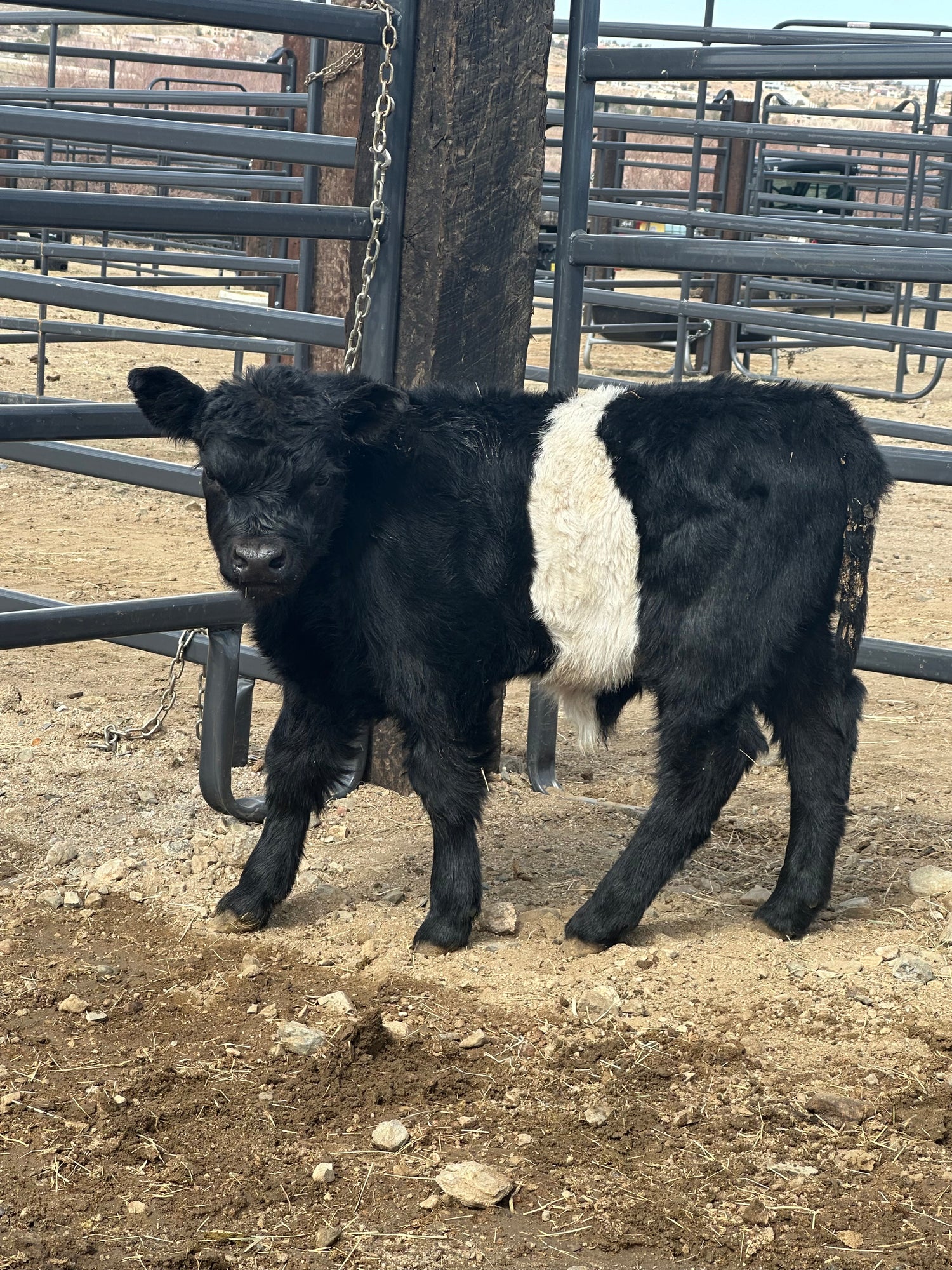 Gallery – Bougie Cattle company
