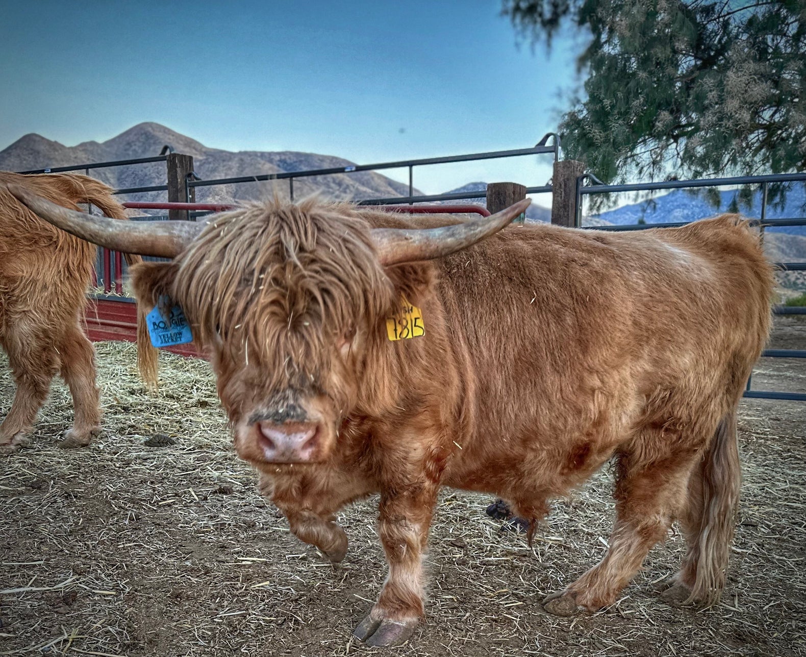 Bougie Bulls – Bougie Cattle company