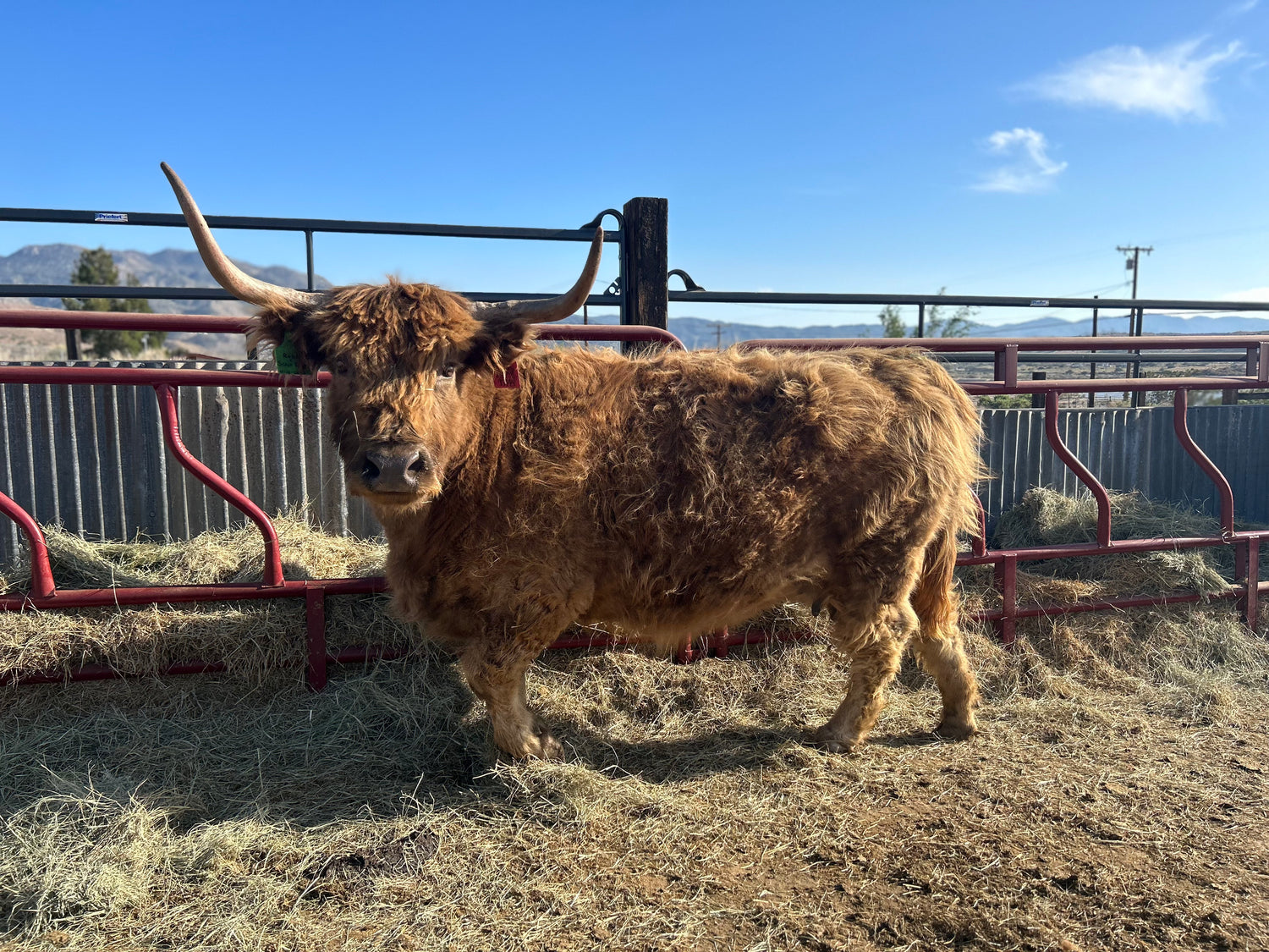 Gallery – Bougie Cattle company