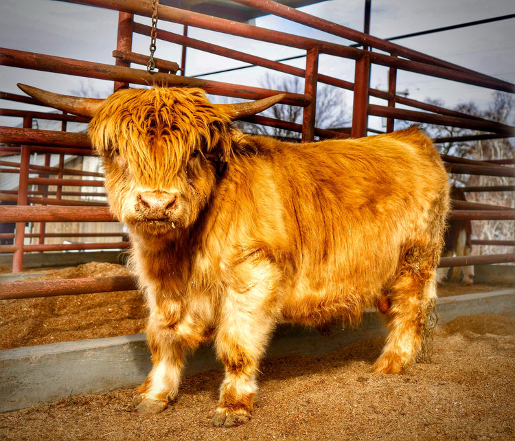 Bougie Bulls – Bougie Cattle company