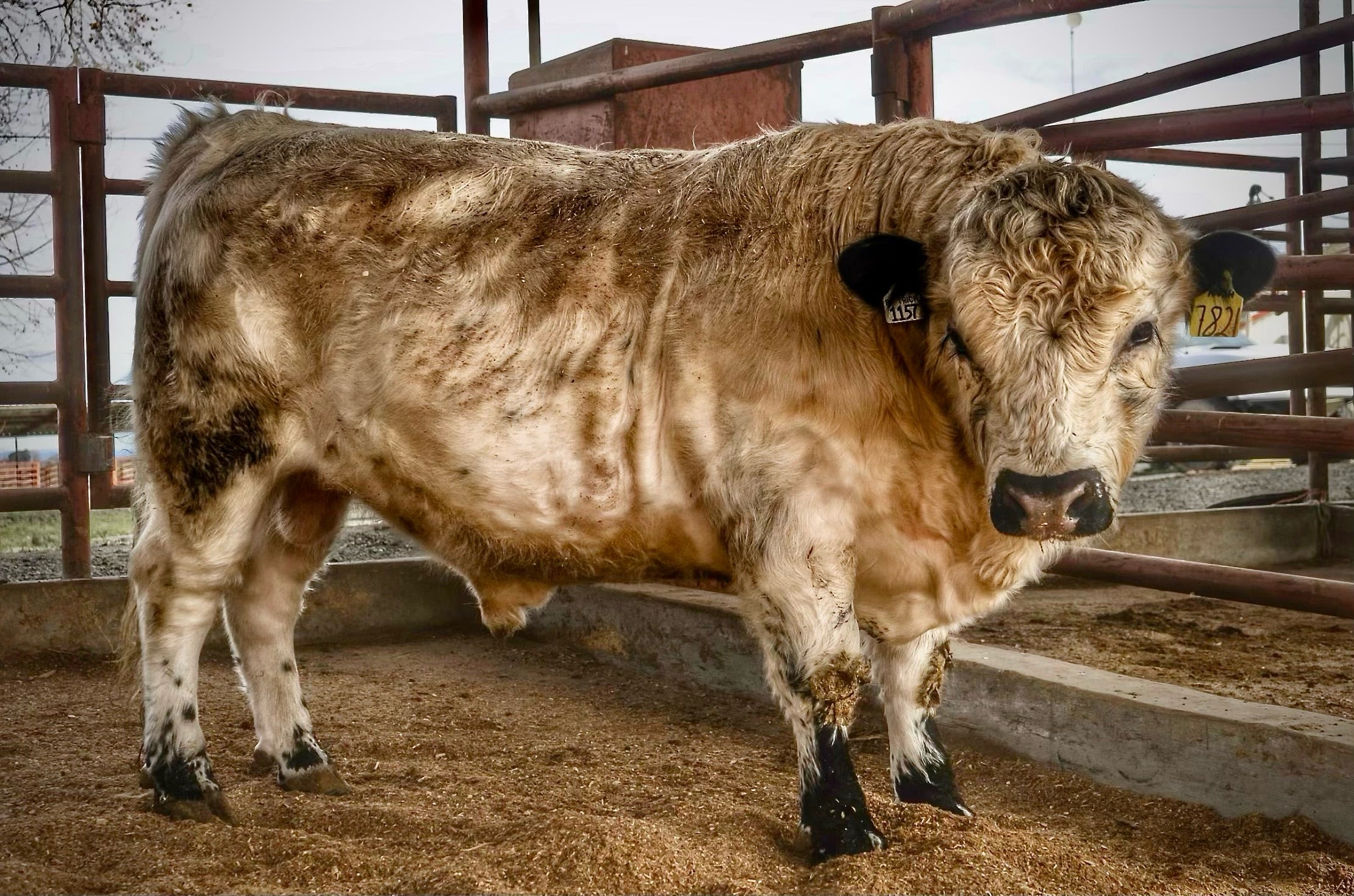 Bougie Bulls – Bougie Cattle company