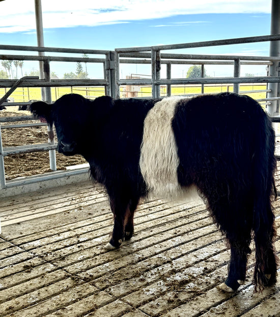 Roxy's Embryo Pairings – Bougie Cattle company