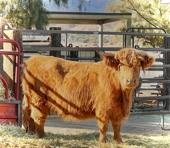 Lucy's Embryo Pairings – Bougie Cattle company