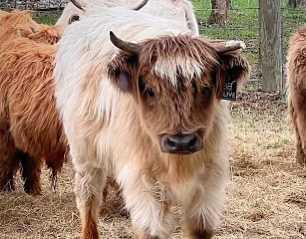 Olive's embryo pairings – Bougie Cattle company