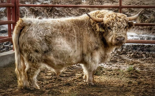 Bougie Bulls – Bougie Cattle company